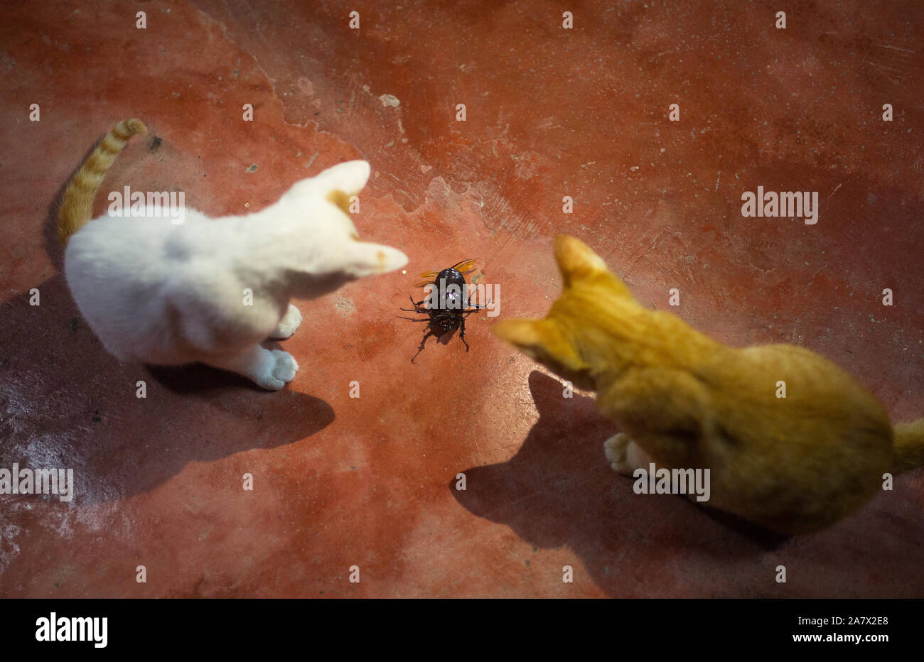 Cats and Giant black Bug on the red ground Stock Photo - Alamy