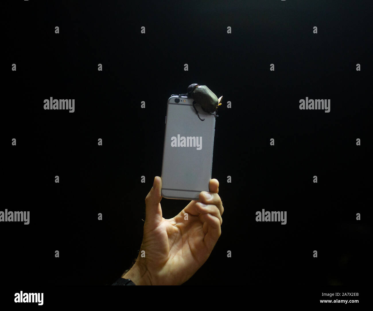 Giant black Bug on the phone bench in mens hand Stock Photo - Alamy