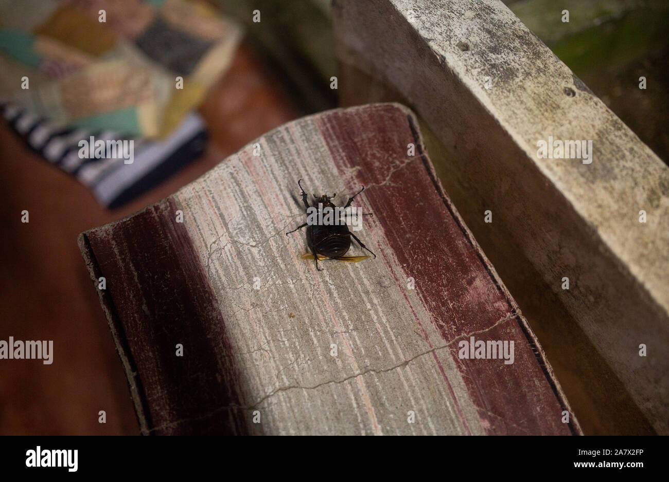 Giant black Bug on the red bench night time Stock Photo - Alamy