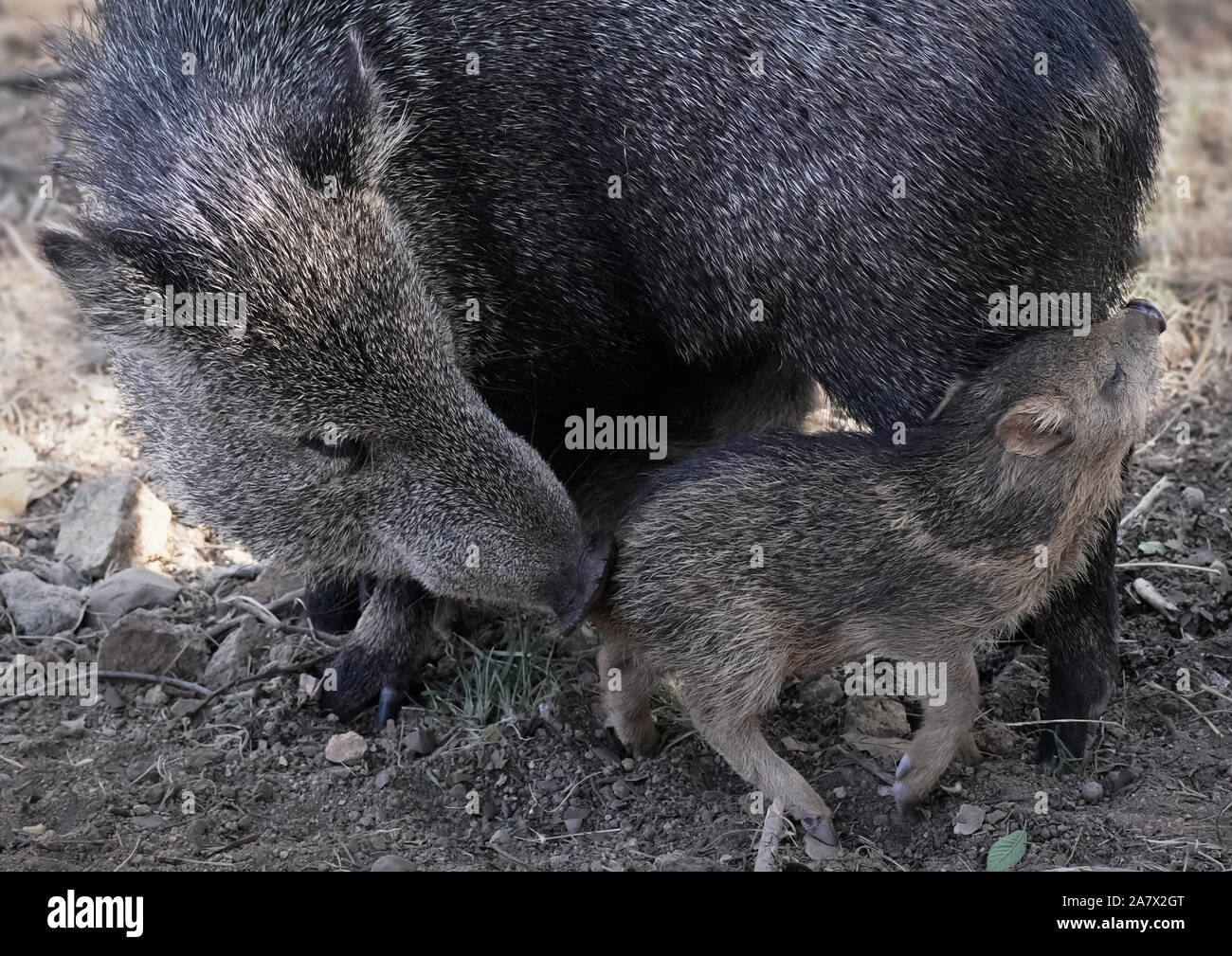 A mother javelina gently nudges her pigling to partake in an afternoon ...