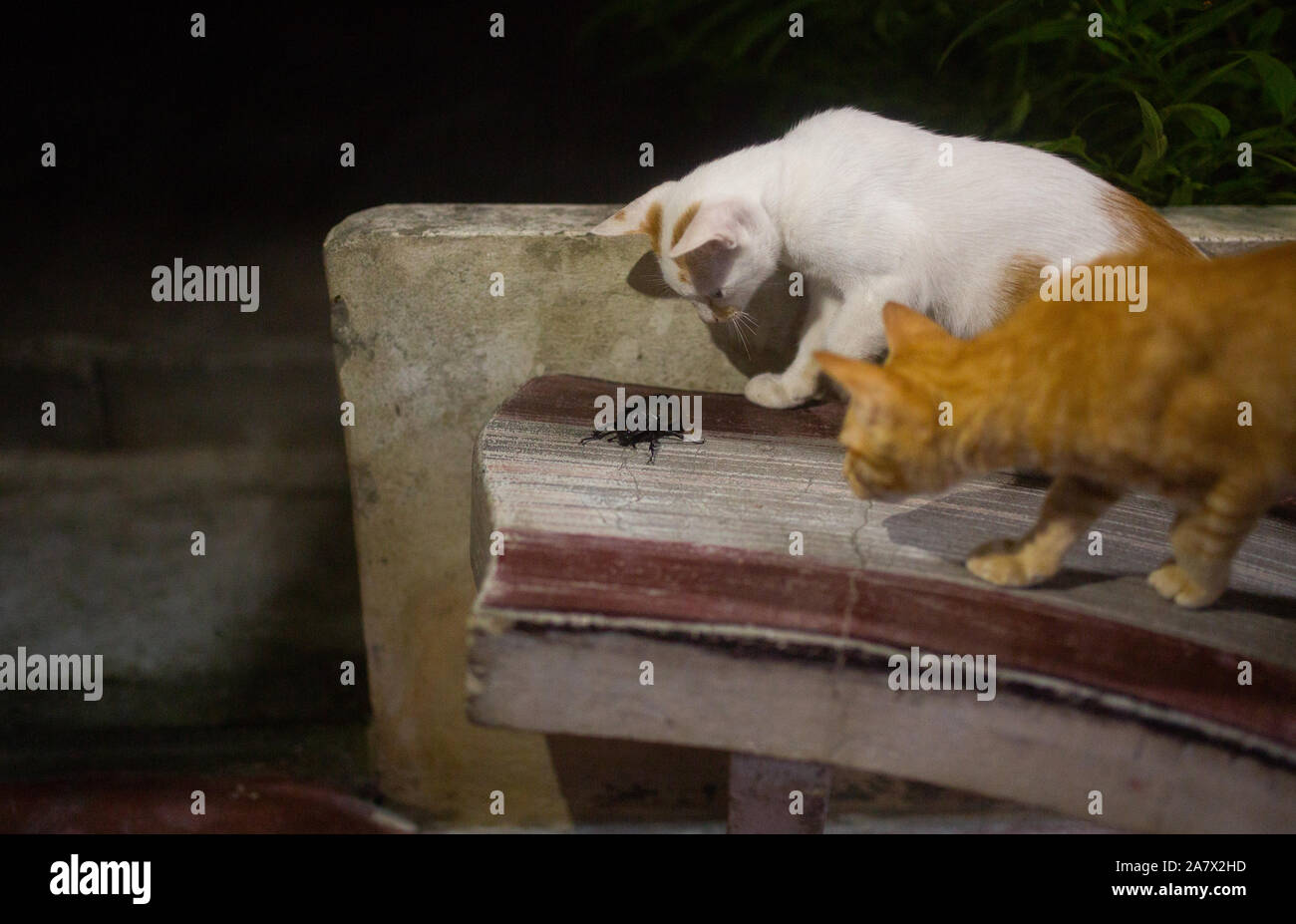 Giant black Bug on the red bench and Cats Stock Photo - Alamy