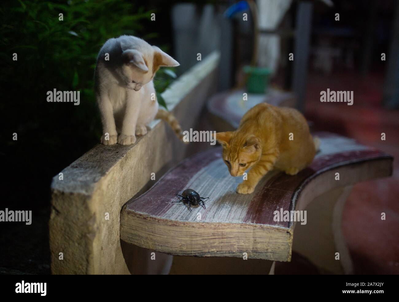 Asian giant red bug hi-res stock photography and images - Alamy