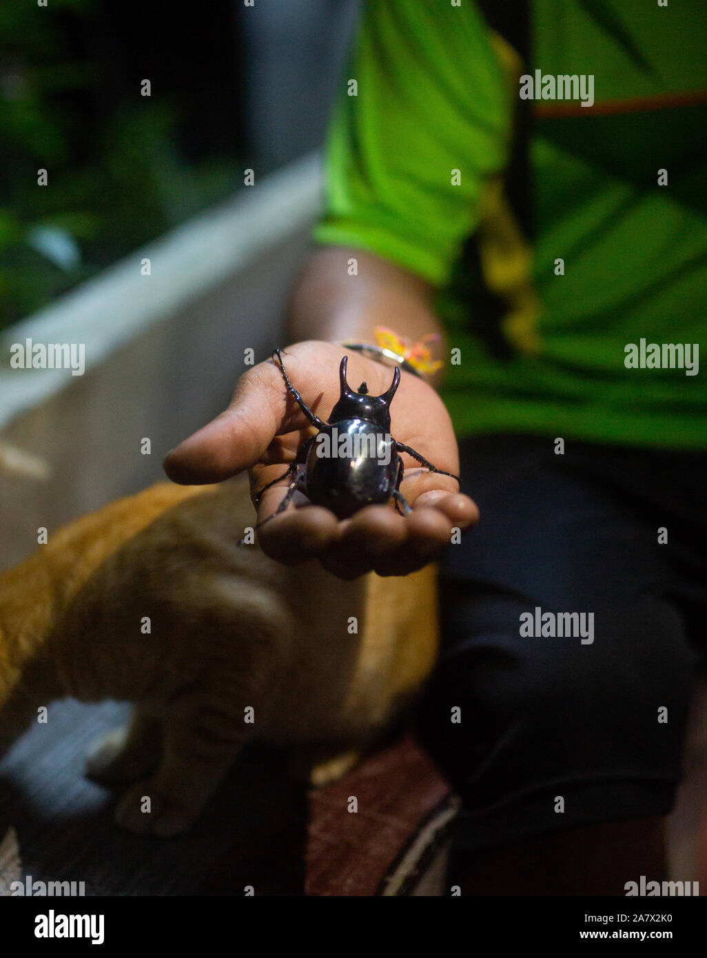 Giant Bug Atlas black Beetle on the mans hand night time Stock Photo ...