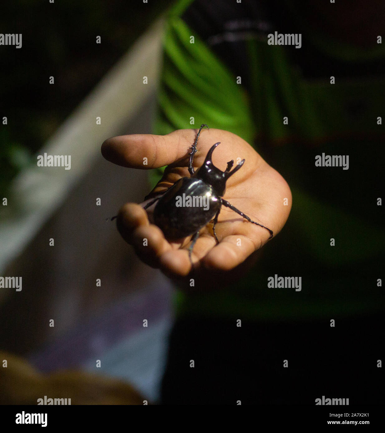 Giant Bug Atlas black Beetle on the mans hand night time Stock Photo ...