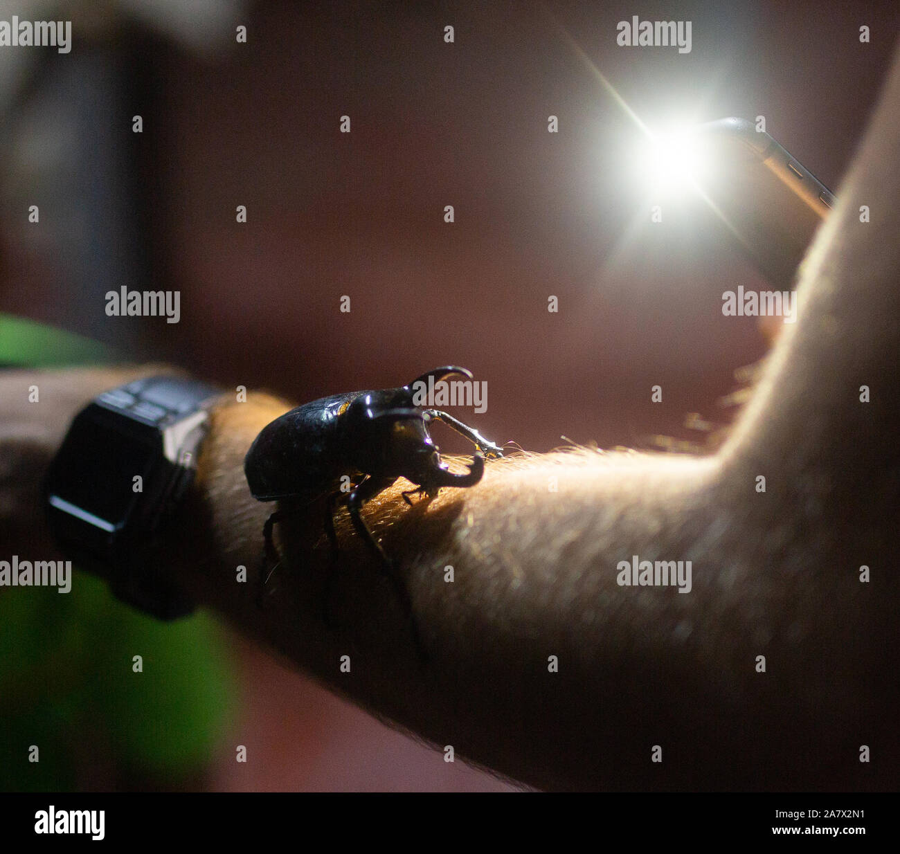 Giant Bug Atlas black Beetle on the mans hand night time Stock Photo ...