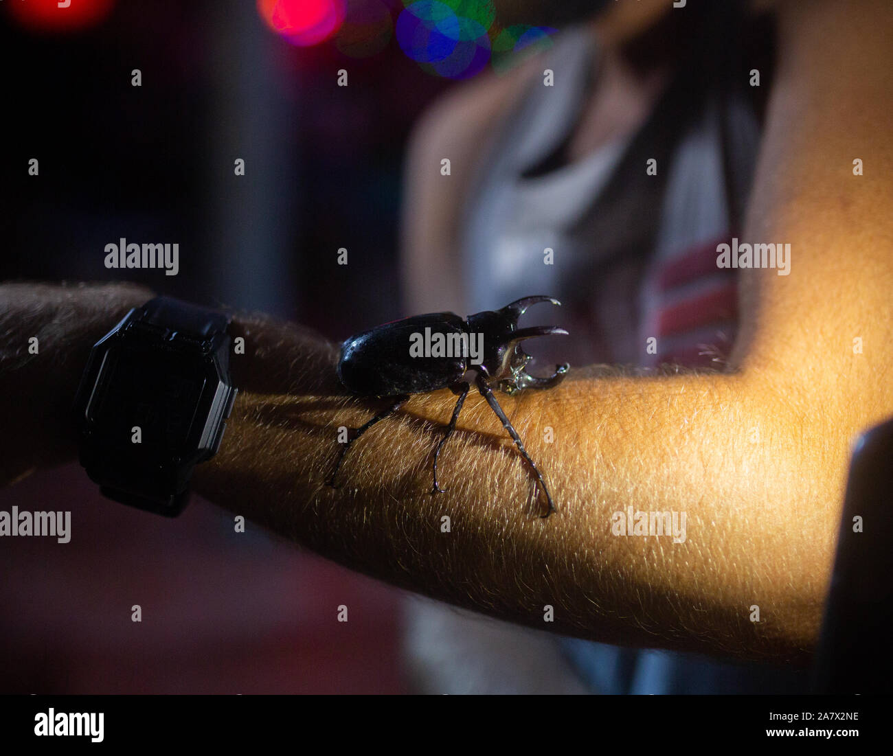 Giant Bug Atlas black Beetle on the mans hand night time Stock Photo ...