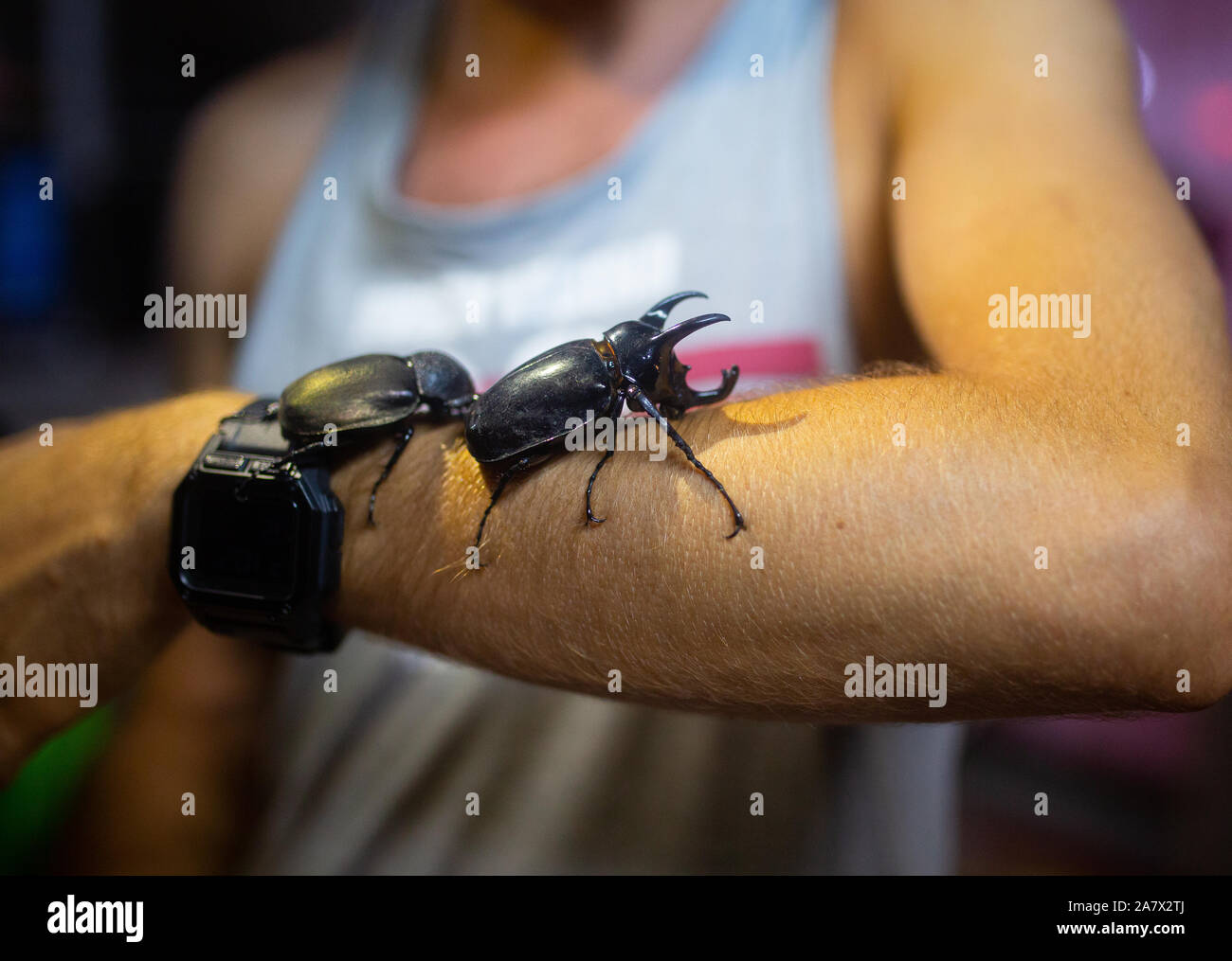 Giant Bug Atlas black Beetle on the mans hand night time Stock Photo ...
