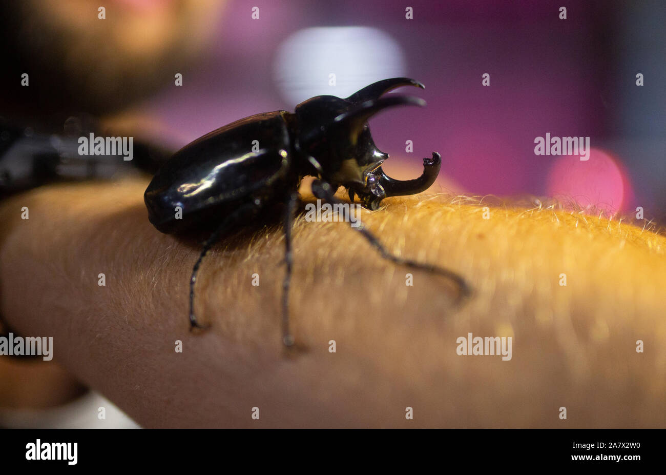 Giant Bug Atlas black Beetle on the mans hand night time Stock Photo ...