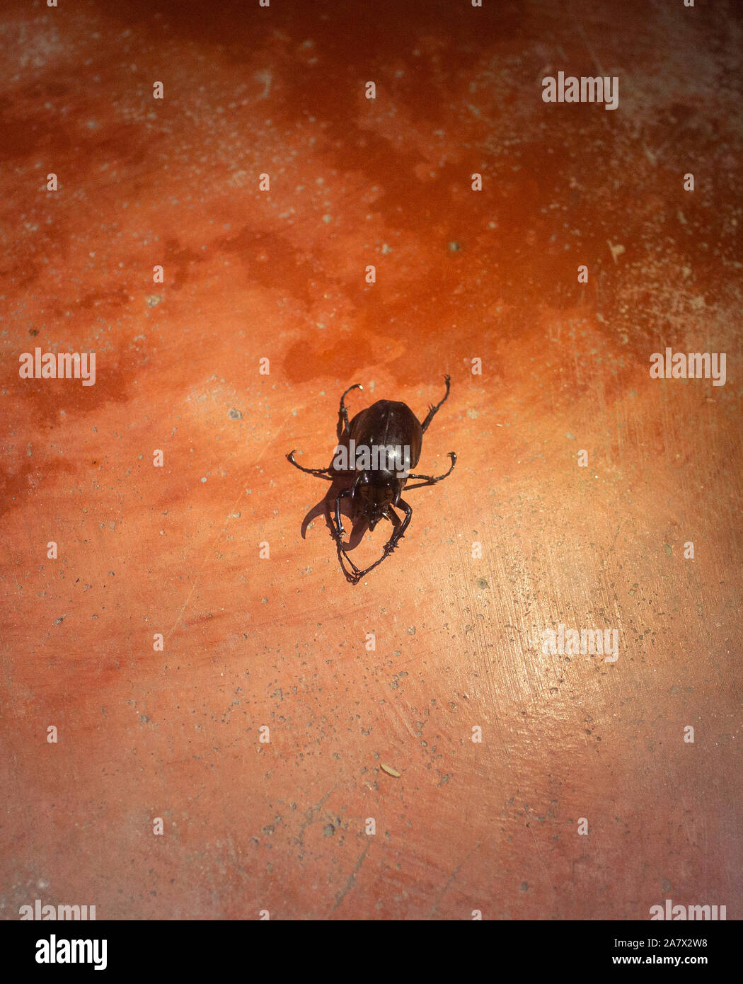 Ground Beetle High Resolution Stock Photography and Images - Alamy