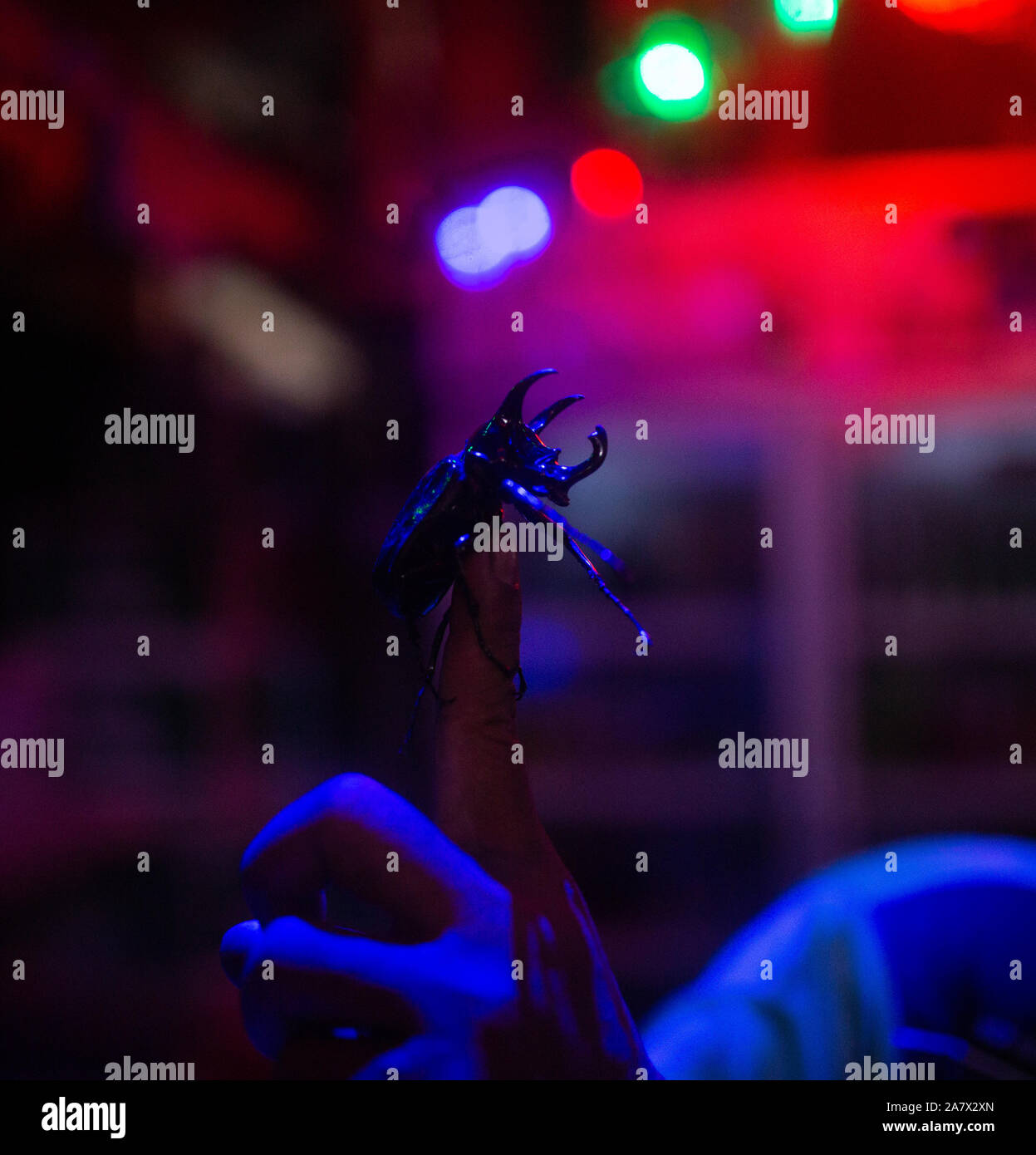 Atlas beetle hi-res stock photography and images - Alamy