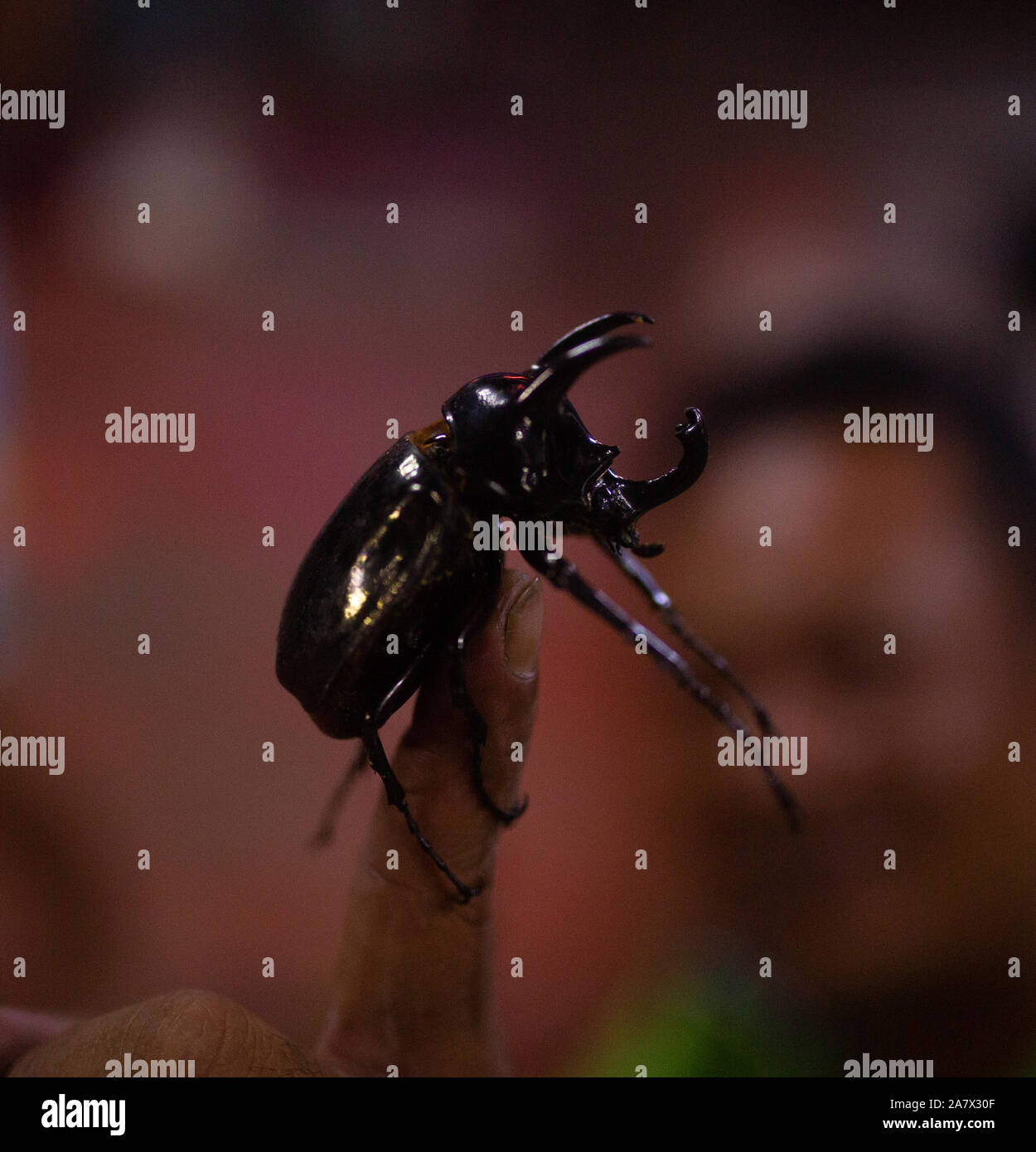 Atlas beetle hi-res stock photography and images - Alamy