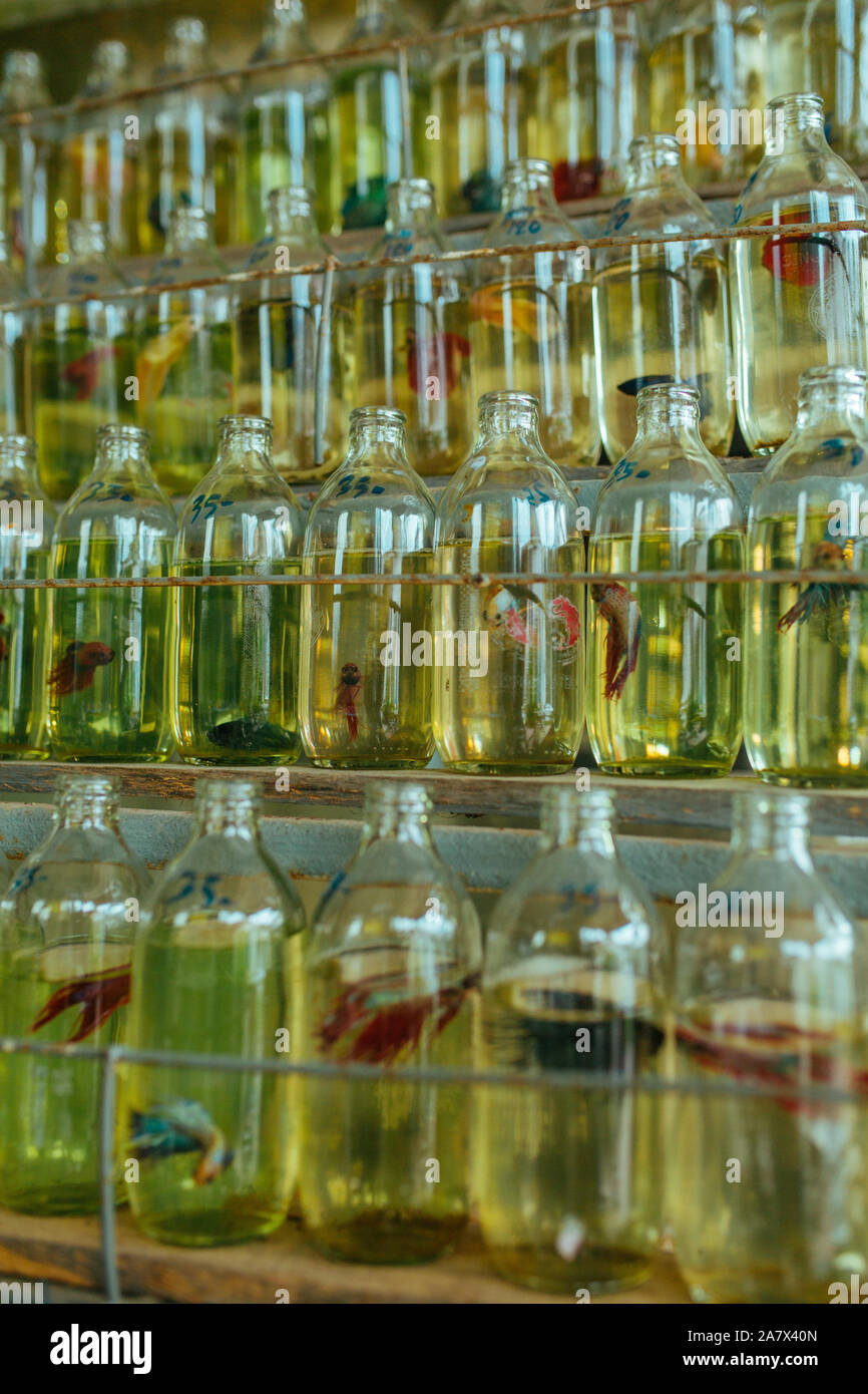 Small Bottle-grown fish live lives in a green prison bottle Stock Photo ...