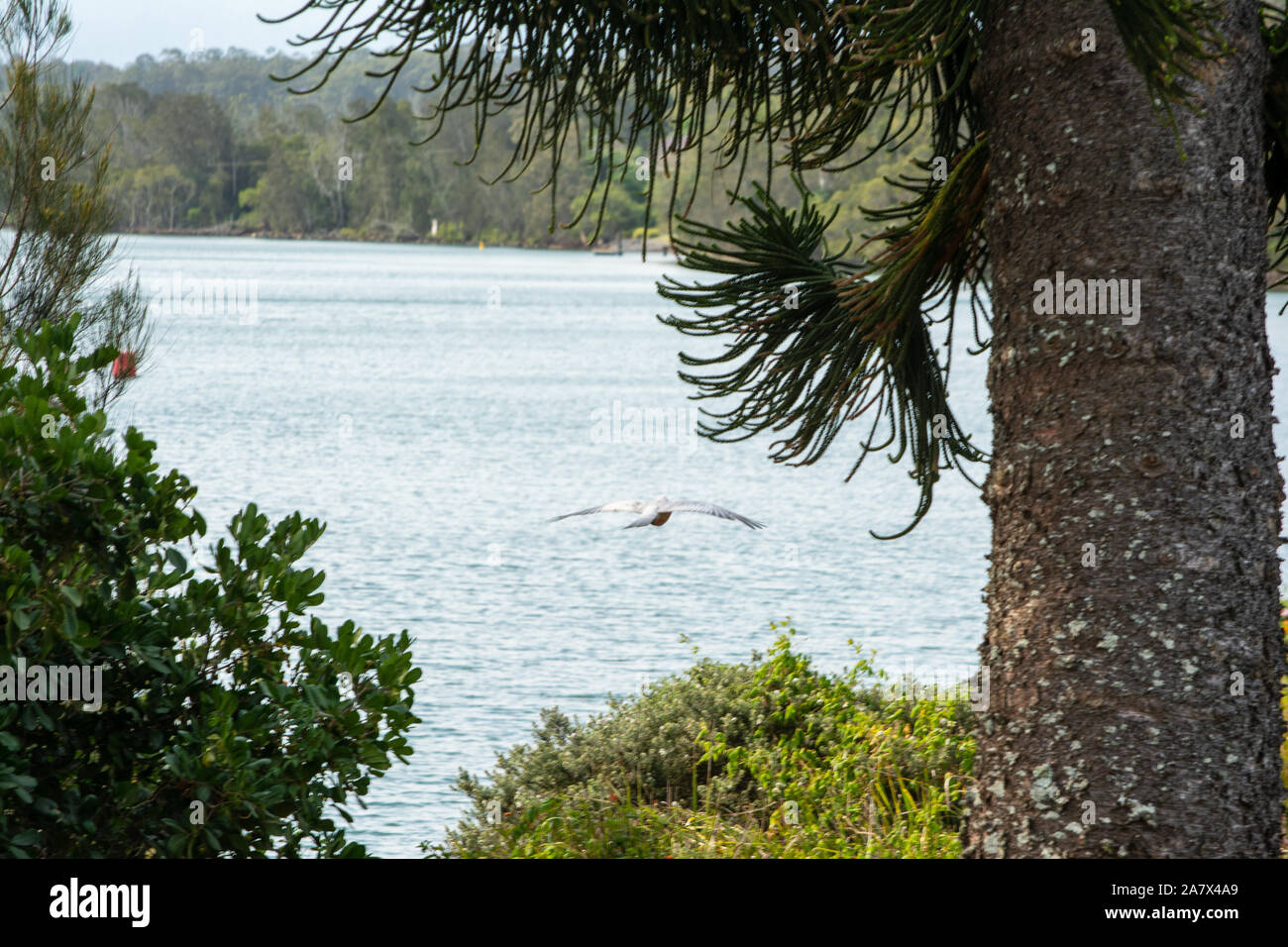 Seagull flying under the branches of a Norfolk Pine tree near the river ...