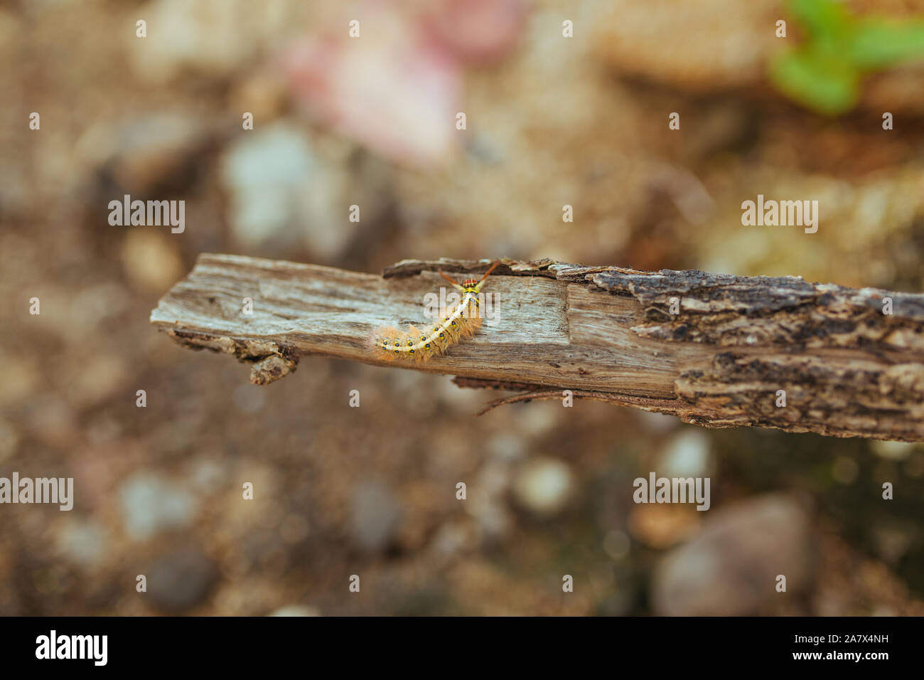 Yellow Caterpillar butterfly Myriapoda diplopoda arthropoda tracheata ...