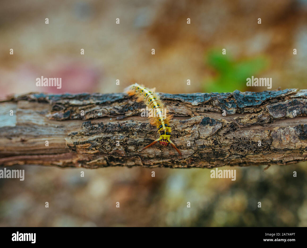 Yellow Caterpillar butterfly Myriapoda diplopoda arthropoda tracheata ...