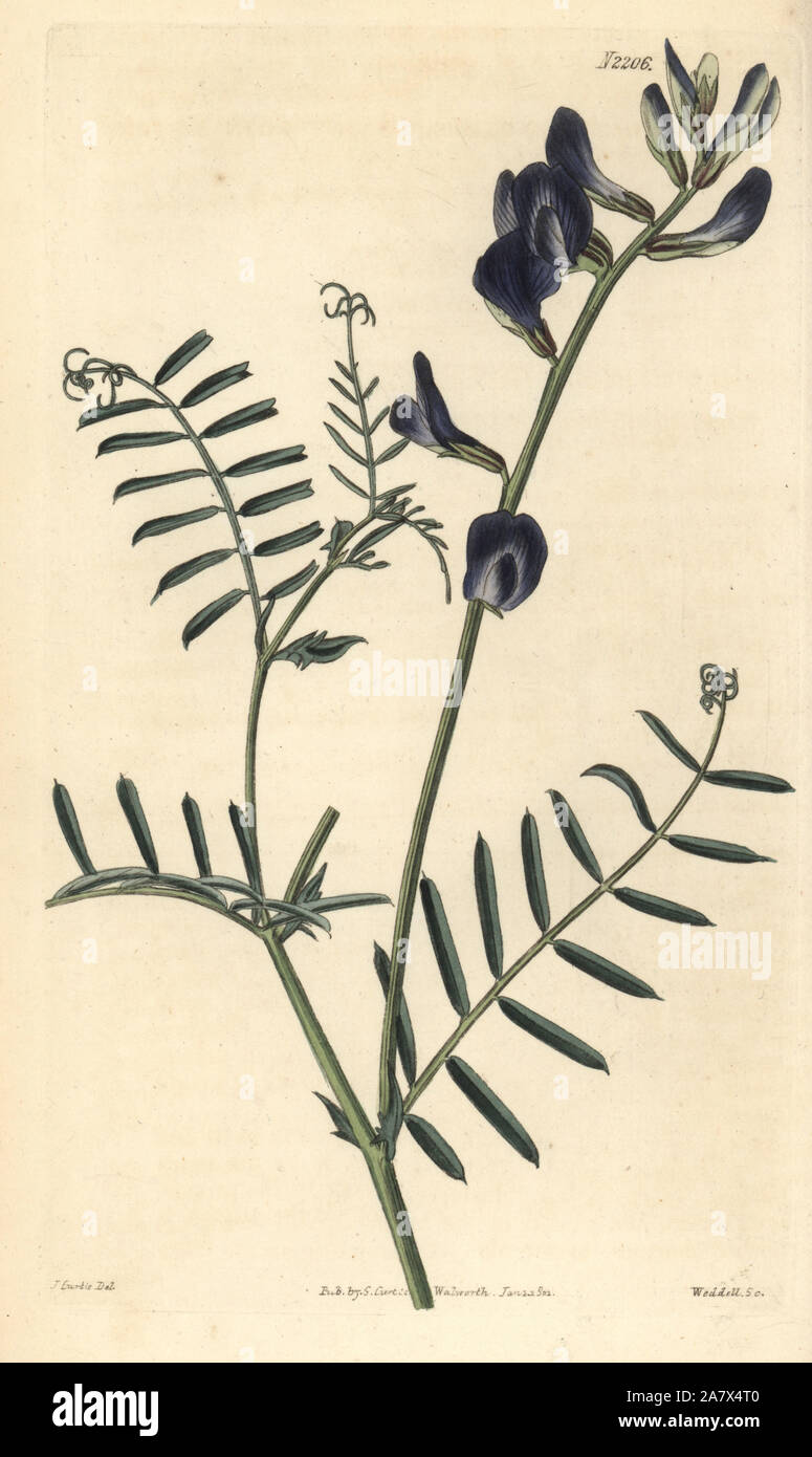 Saint foin vetch hi-res stock photography and images - Alamy