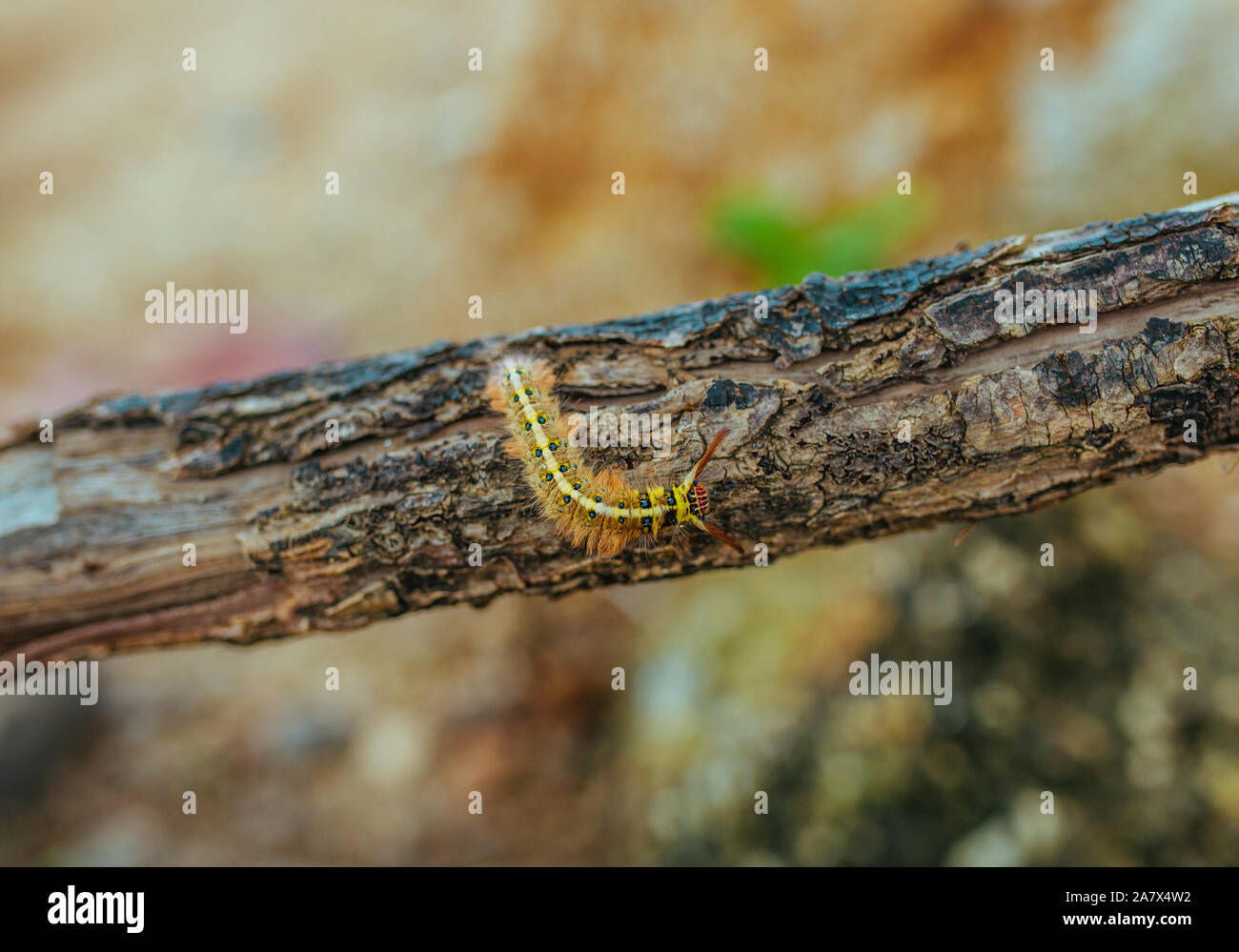 Yellow Caterpillar butterfly Myriapoda diplopoda arthropoda tracheata ...