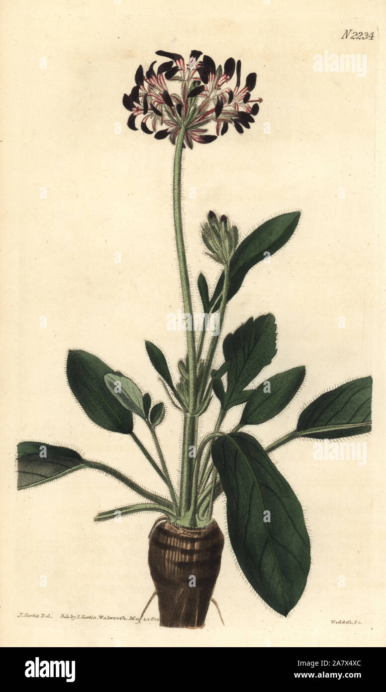 Dioecious black-flowered storks-bill, Pelargonium dioicum. Handcoloured ...