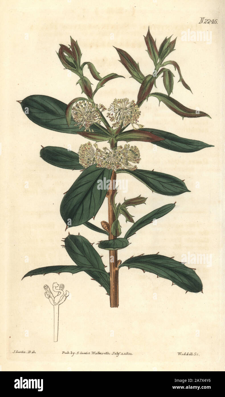 Frog hakea, Hakea nitida (Shining-leaved hakea, Hakea nitida ...