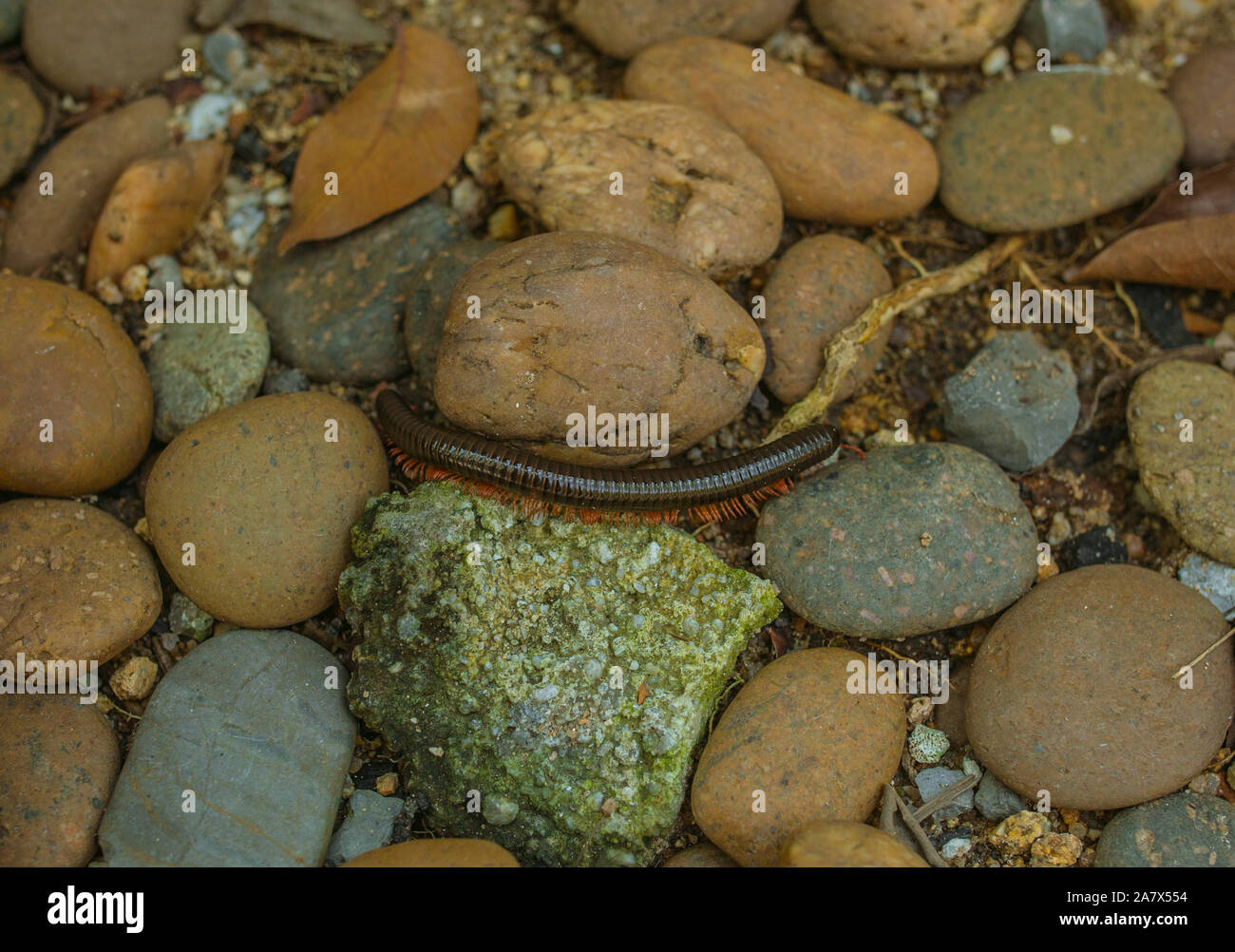 Centipede, Myriapoda diplopoda arthropoda tracheata wild inseect Stock ...