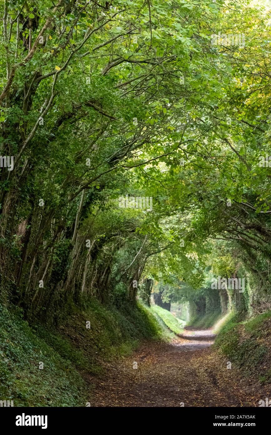 Tree Tunnel England High Resolution Stock Photography and Images - Alamy