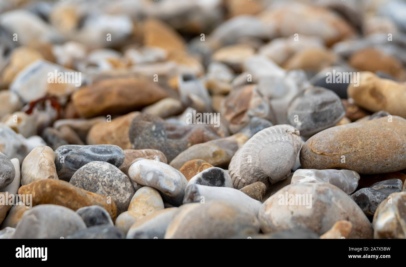 Bracklesham bay fossils hi-res stock photography and images - Alamy