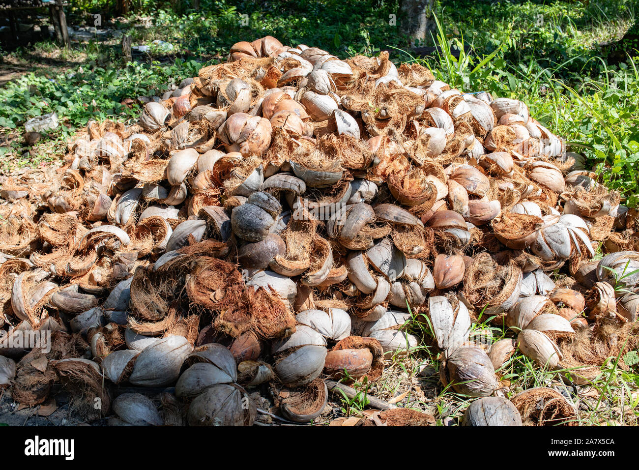 Coconuts clamp, shells, jungle on the Koh Chang Island, Thailand Stock ...