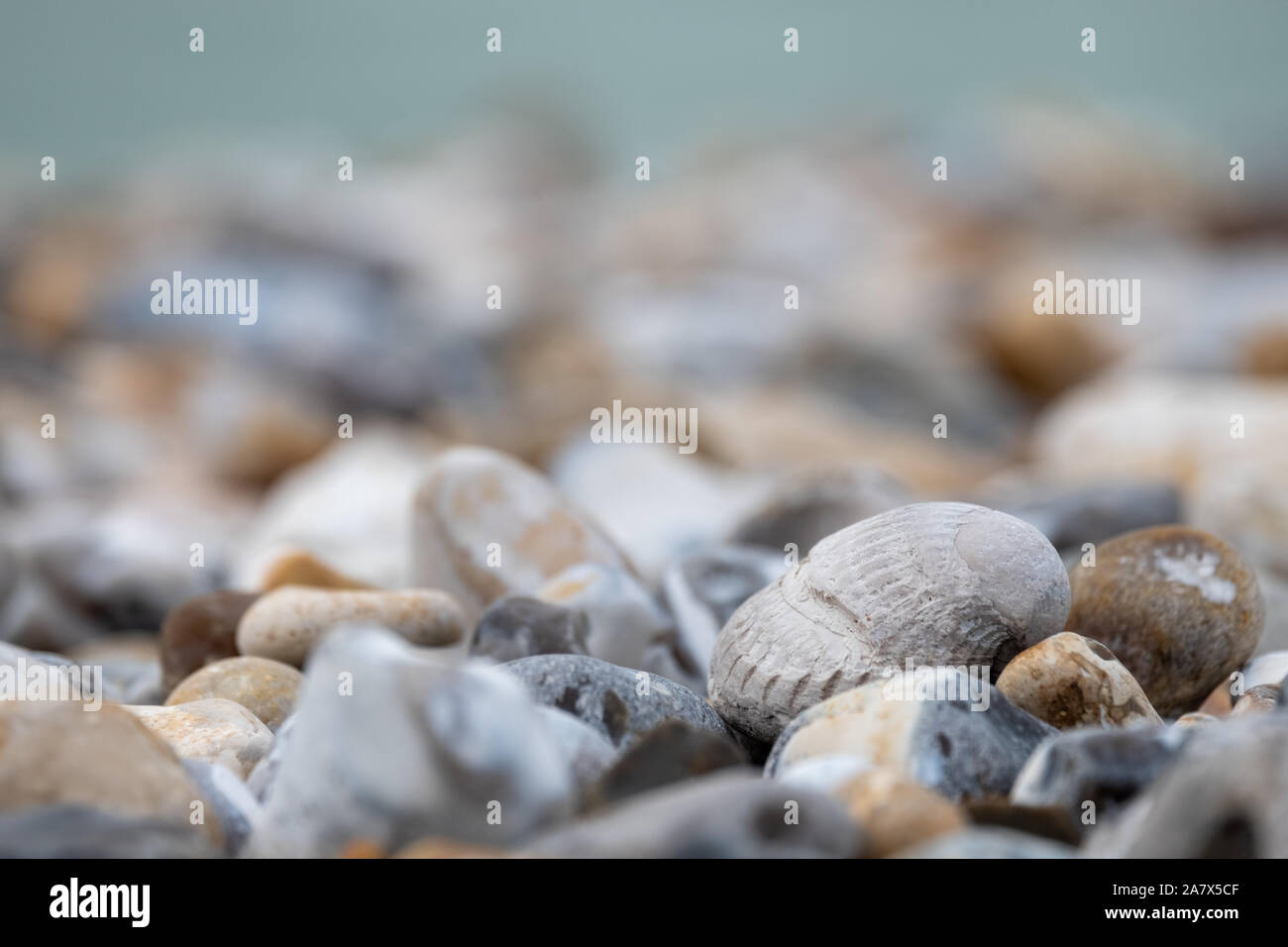Venericor bivalve shells hi-res stock photography and images - Alamy
