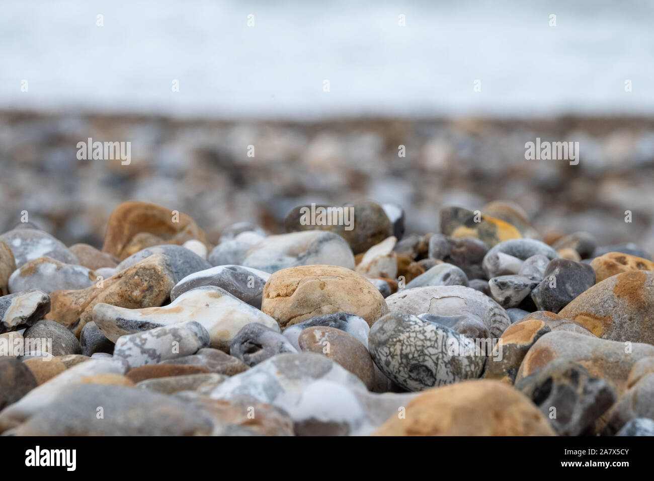 Bracklesham bay fossils hi-res stock photography and images - Alamy
