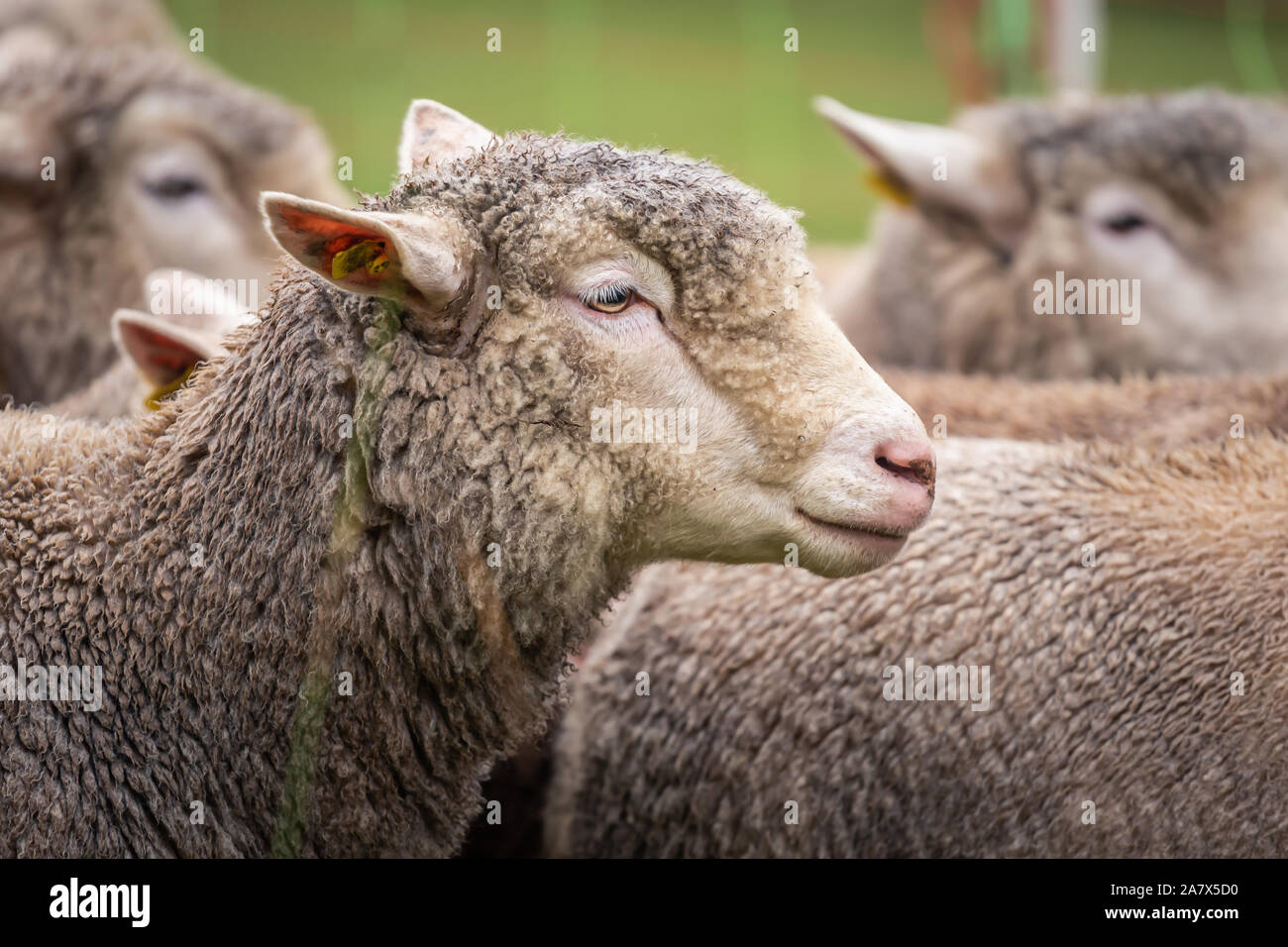 Grazing sheep in autumn season Stock Photo - Alamy