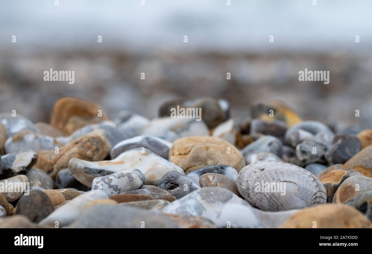 Fossilised enericor bivalve shell amongst pebbles on the beach at ...