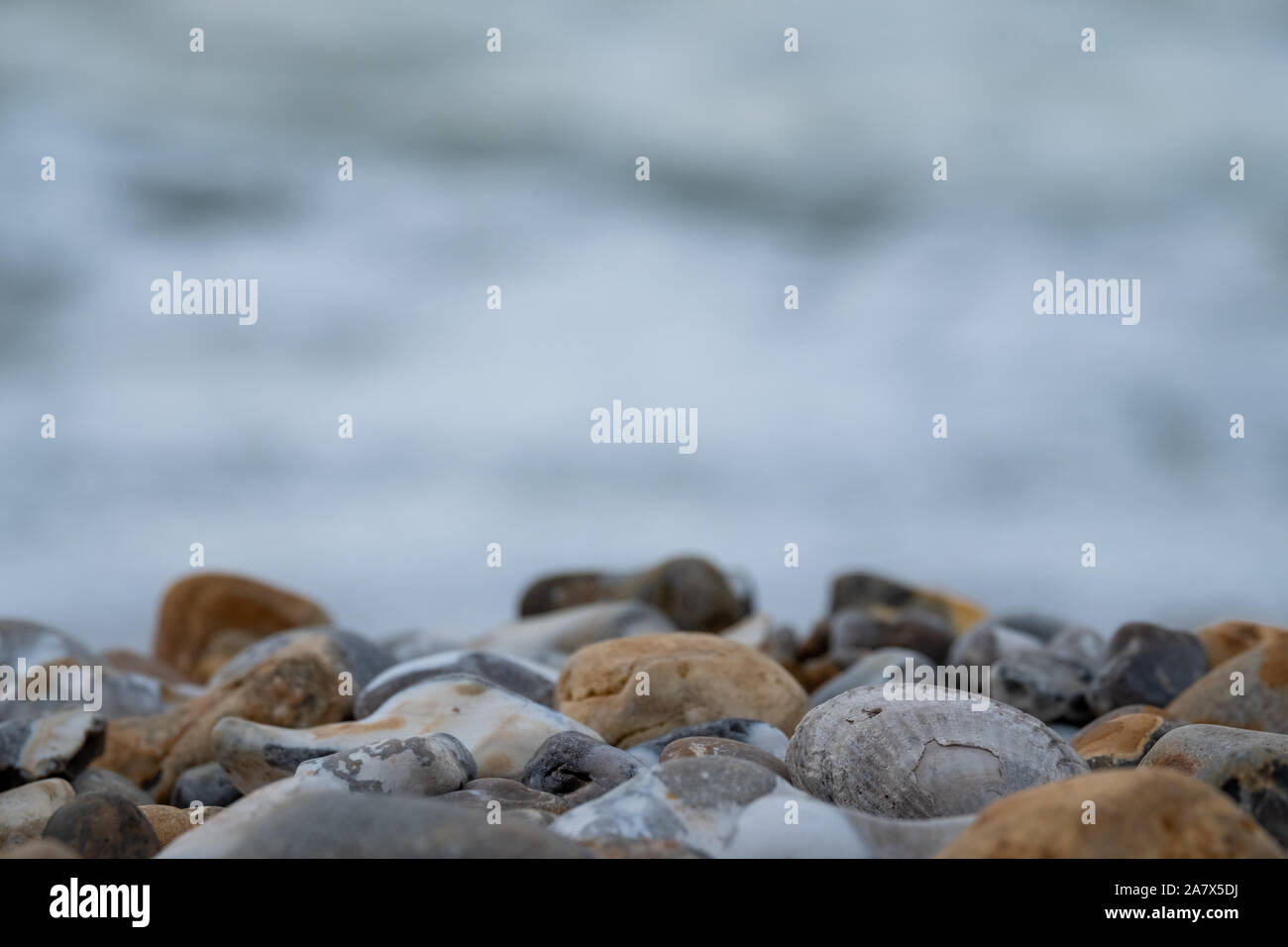 Bracklesham bay fossils hi-res stock photography and images - Alamy