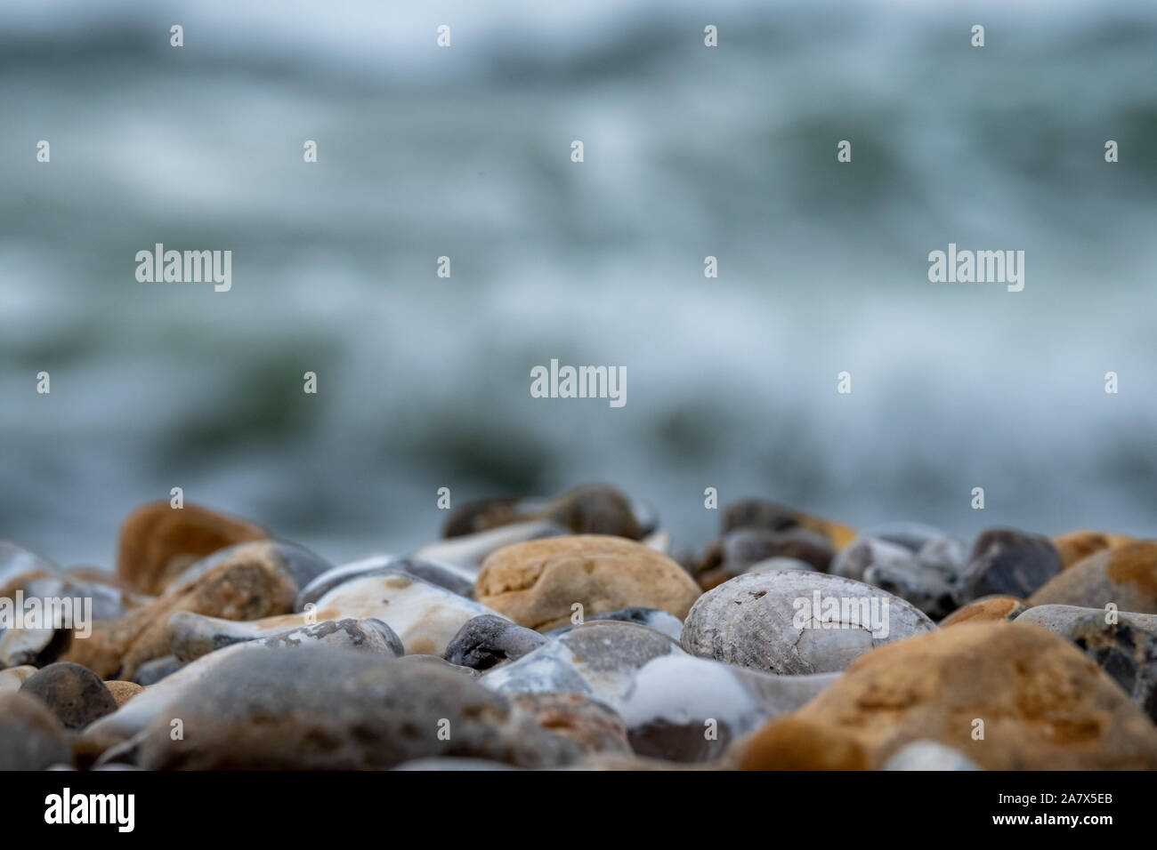 Fossilised enericor bivalve shell amongst pebbles on the beach at ...