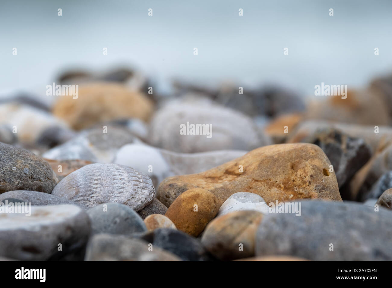 Bracklesham bay fossils hi-res stock photography and images - Alamy