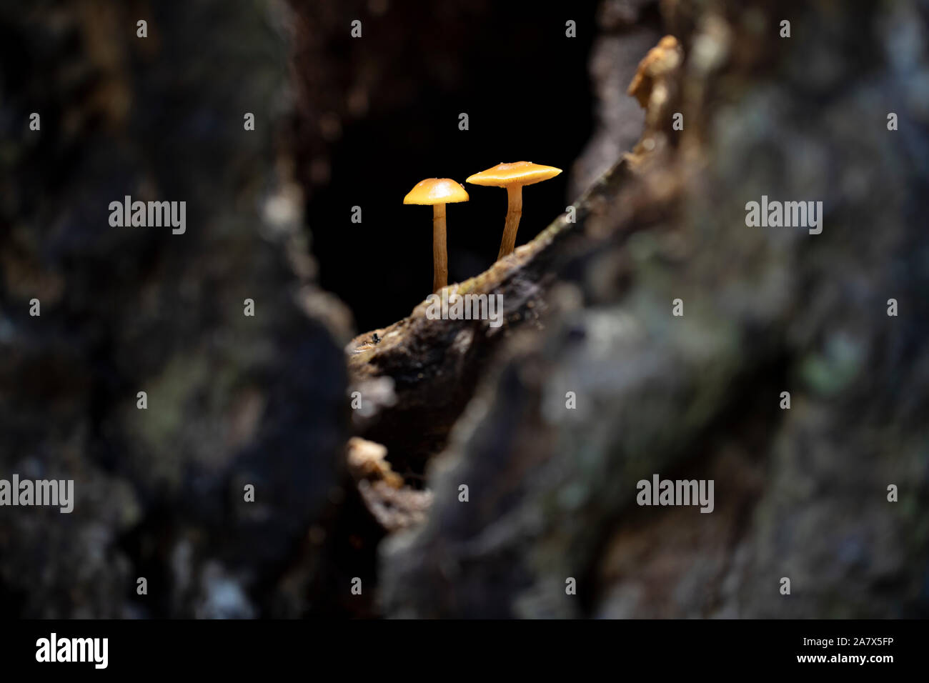 Inside tree hi-res stock photography and images - Alamy