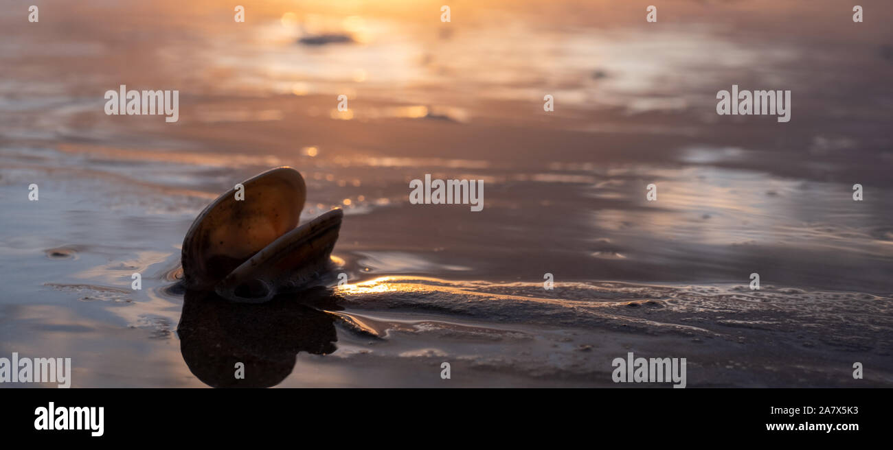 Shell reflecting the light at sunrise on West Wittering beach, West ...