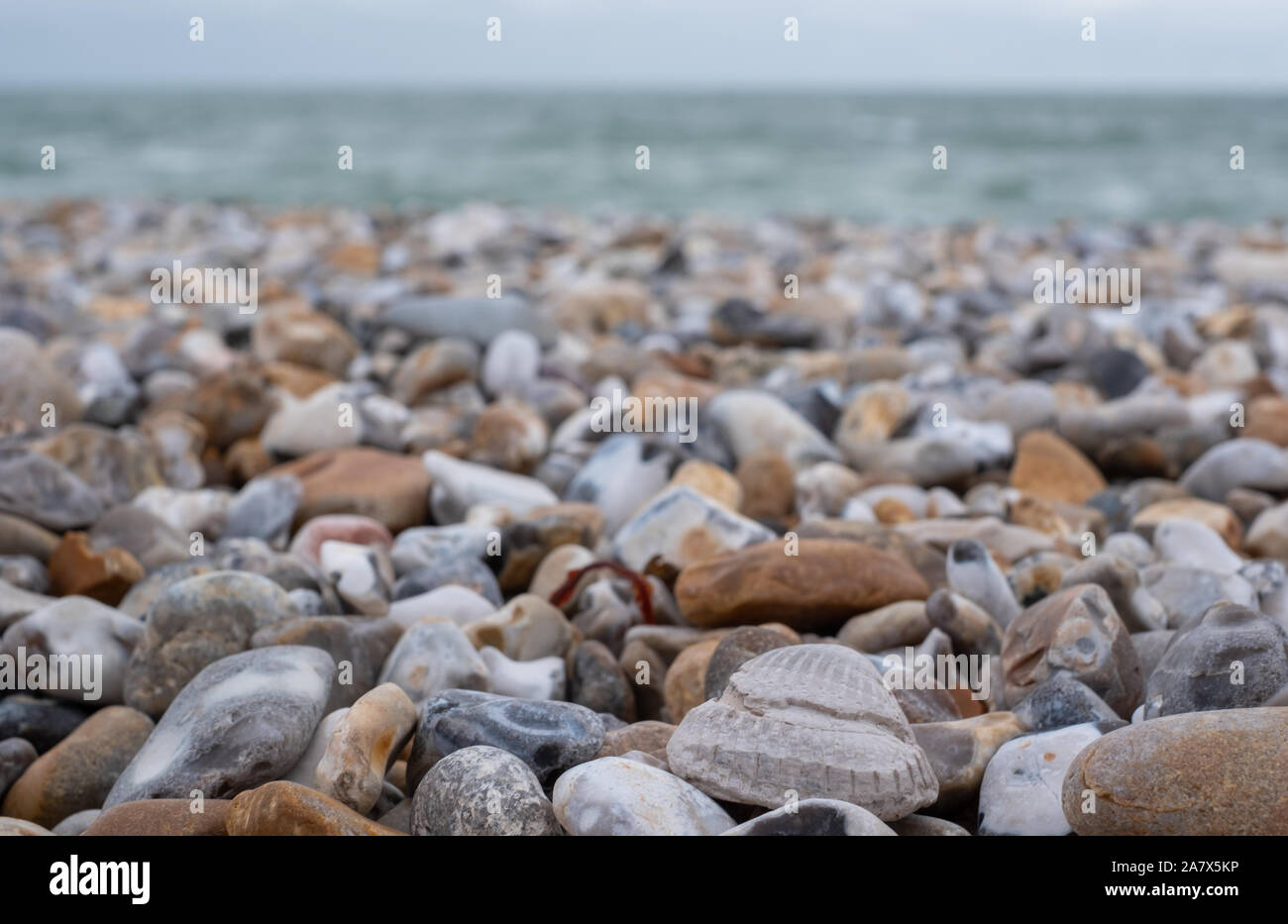 Bracklesham bay fossils hi-res stock photography and images - Alamy