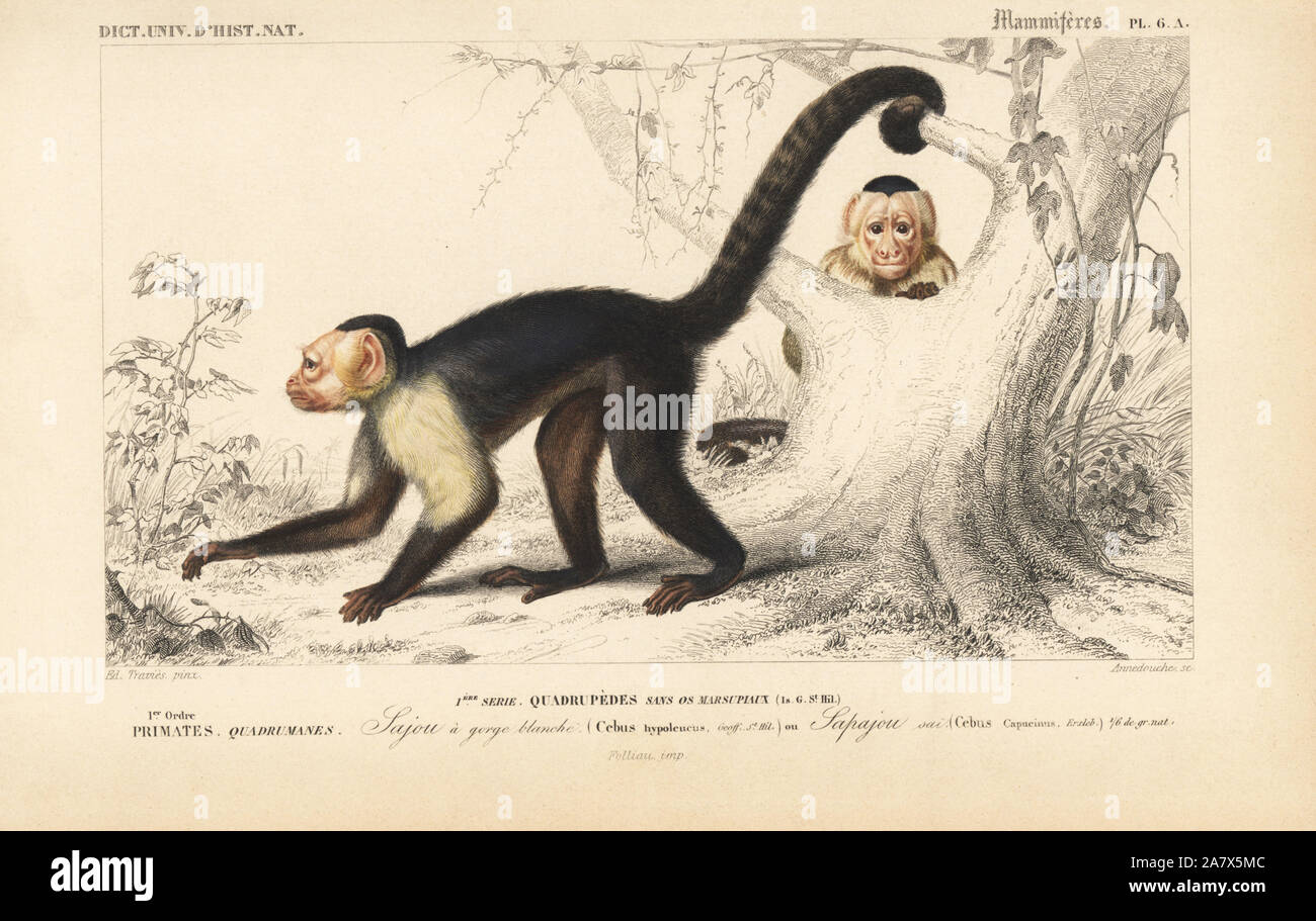 Capuccinus hi-res stock photography and images - Alamy