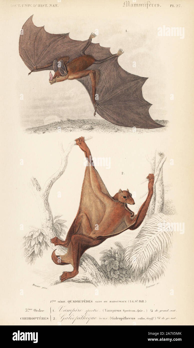 Galeopithecus hi-res stock photography and images - Alamy