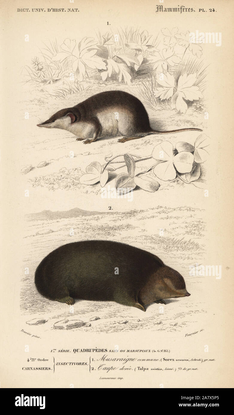 Common shrew, Sorex araneus, and Cape golden mole, Chrysochloris ...