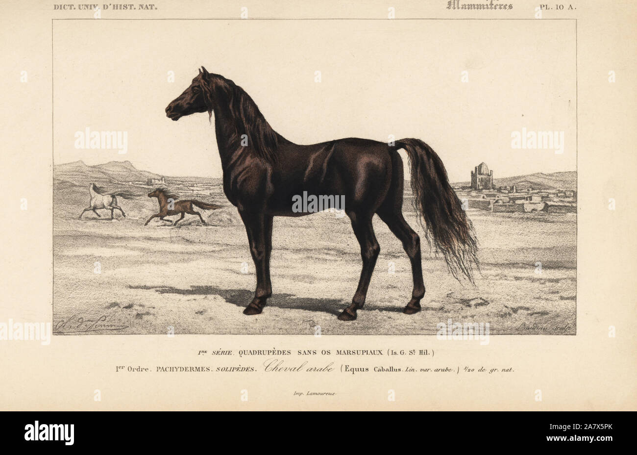 Arabian horse, Equus ferus caballus Stock Photo - Alamy