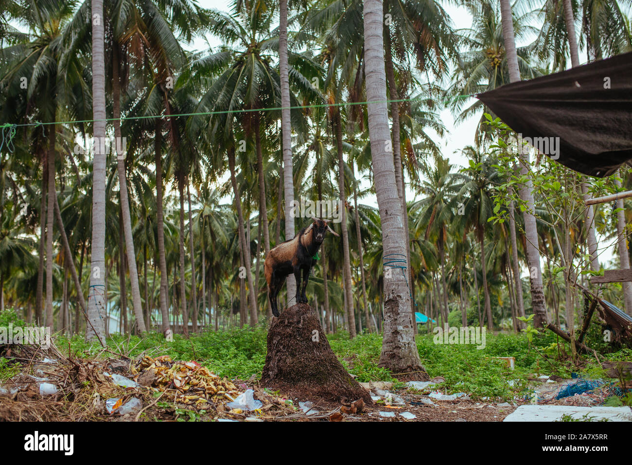 Brown Goat under palm tree in Thailand village Stock Photo - Alamy