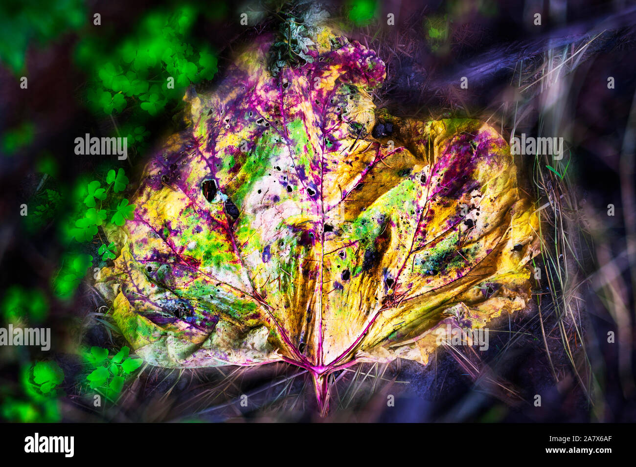 Decomposing leaf hi-res stock photography and images - Alamy