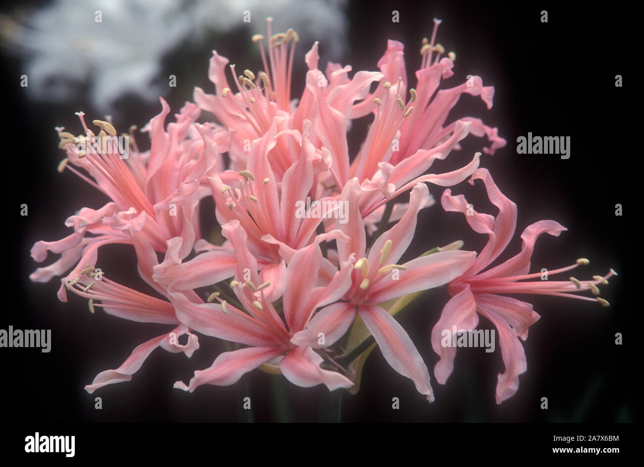 Nerines flowers hi-res stock photography and images - Alamy