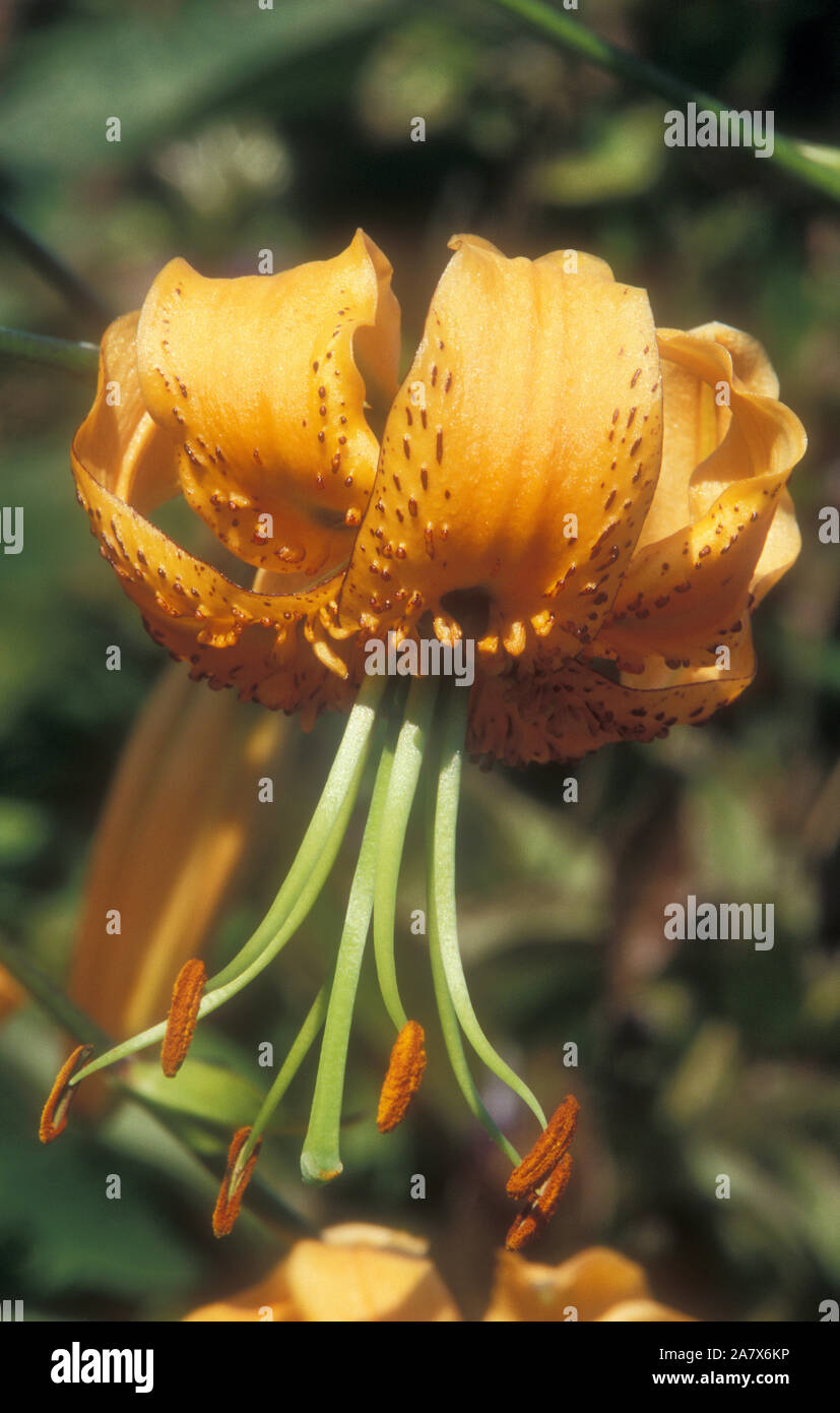 Henryi lily hi-res stock photography and images - Alamy