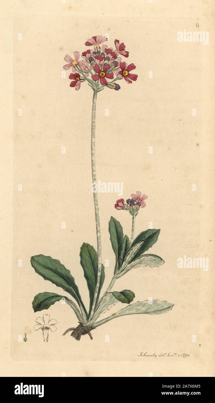 Bird's-eye primrose, Primula farinosa. Handcoloured copperplate ...