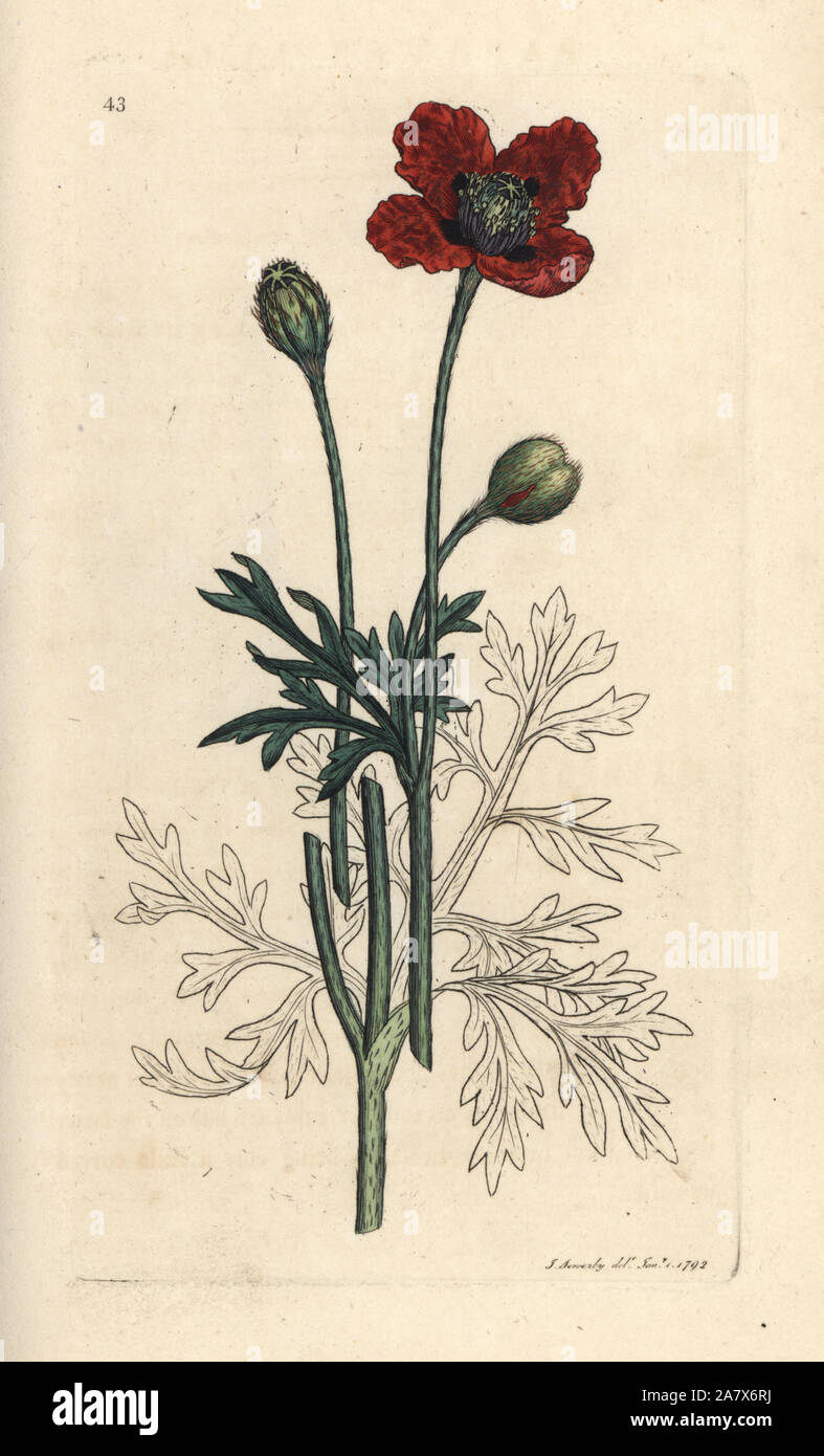 Mongrel poppy or round pricklyhead poppy, Papaver hybridum ...