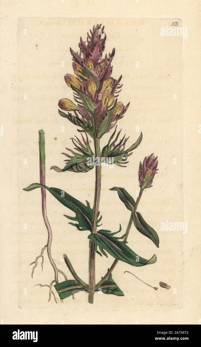 Purple or field cow-wheat, Melampyrum arvense. Handcoloured copperplate ...