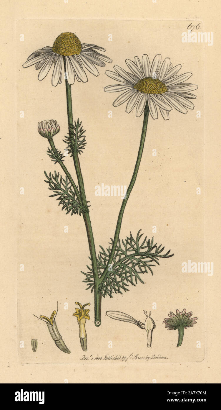 Corn feverfew or scentless mayweed, Tripleurospermum inodorum ...
