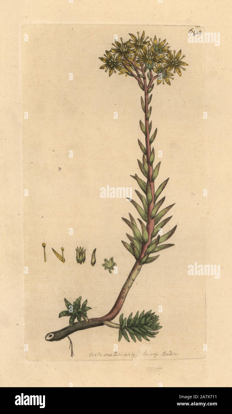 Rocky stonecrop sedum rupestre hi-res stock photography and images - Alamy